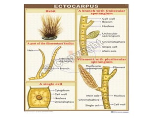 Ectocarpus Labeled