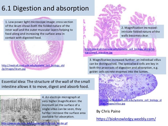 6.1 Digestion and Absorption (Chris Paine) | PDF