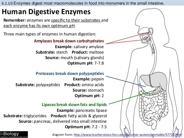 6.1 Digestion and Absorption (Chris Paine) | PDF