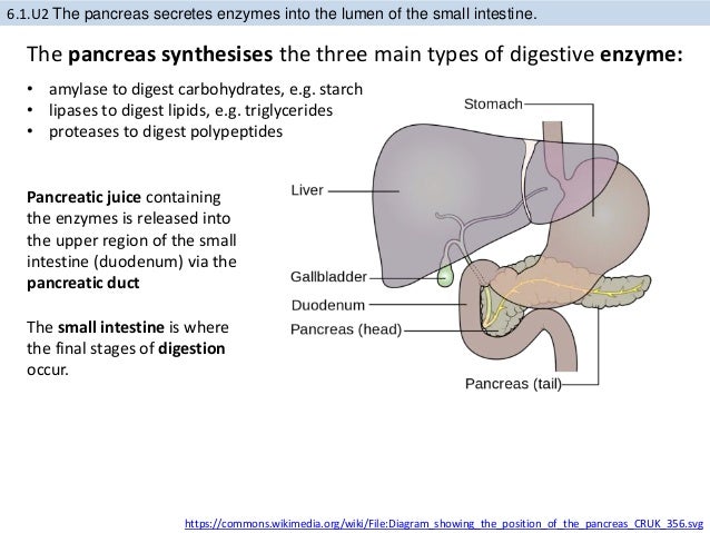 6.1 Digestion and Absorption (Chris Paine) | PDF
