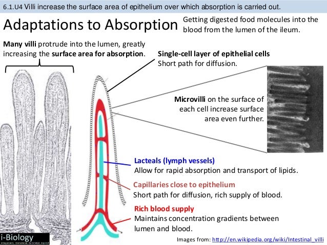 6.1 Digestion and Absorption (Chris Paine) | PPT