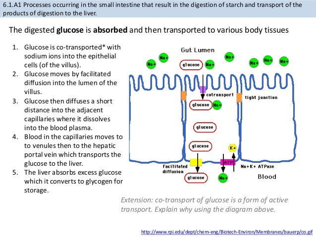 6.1 Digestion and Absorption (Chris Paine) | PDF