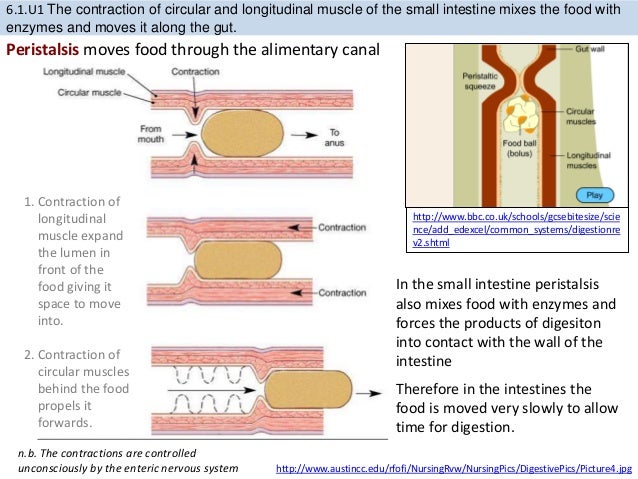 6.1 Digestion and Absorption (Chris Paine) | PDF