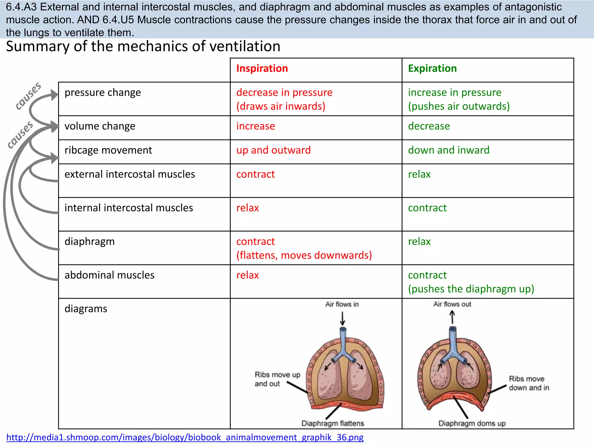 6.4 Gas Exchange (Chris Paine) | PDF
