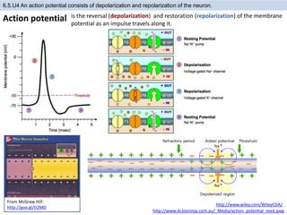 Neuron Depolarization