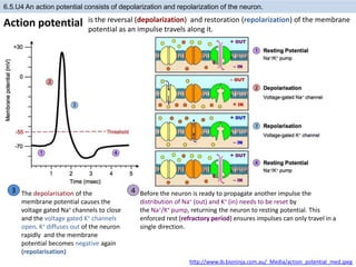 Repolarization Of A Neuron