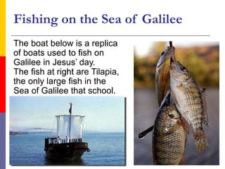 Miraculous Catches of Fish (Luke 5: 1- 11) | PPT