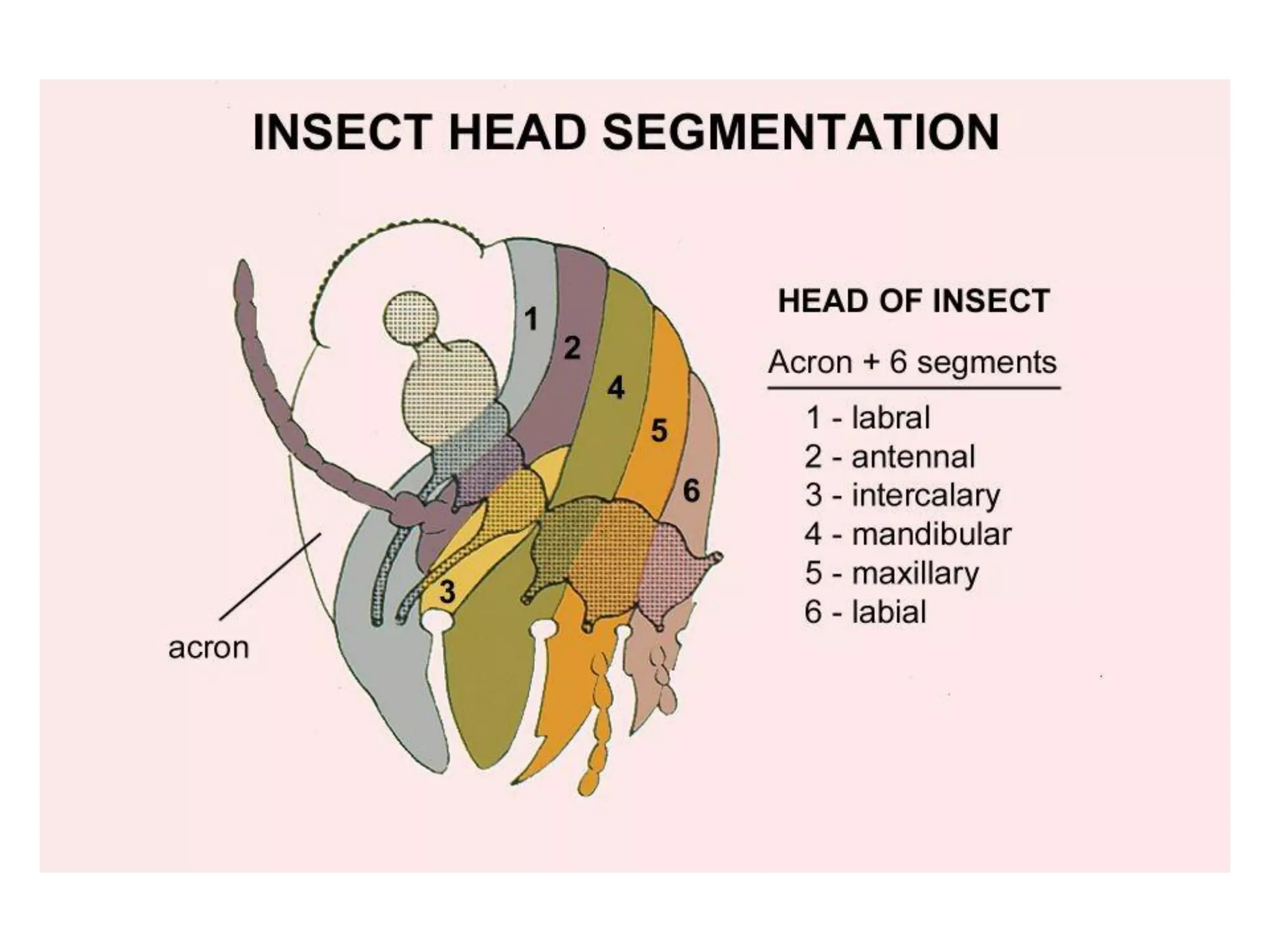 6. Insect Head.pdf
