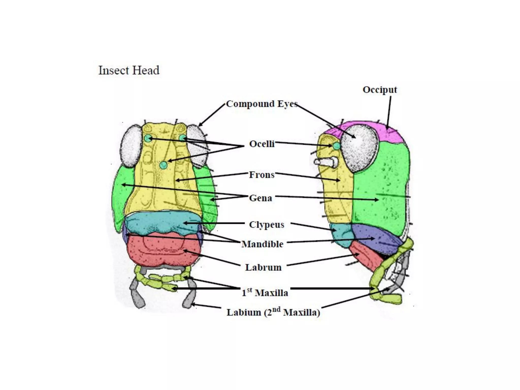 6. Insect Head.pdf