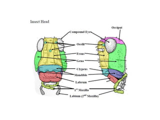 6. Insect Head.pdf