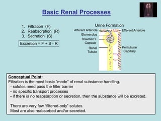 6. renal plasma clearance.ppt