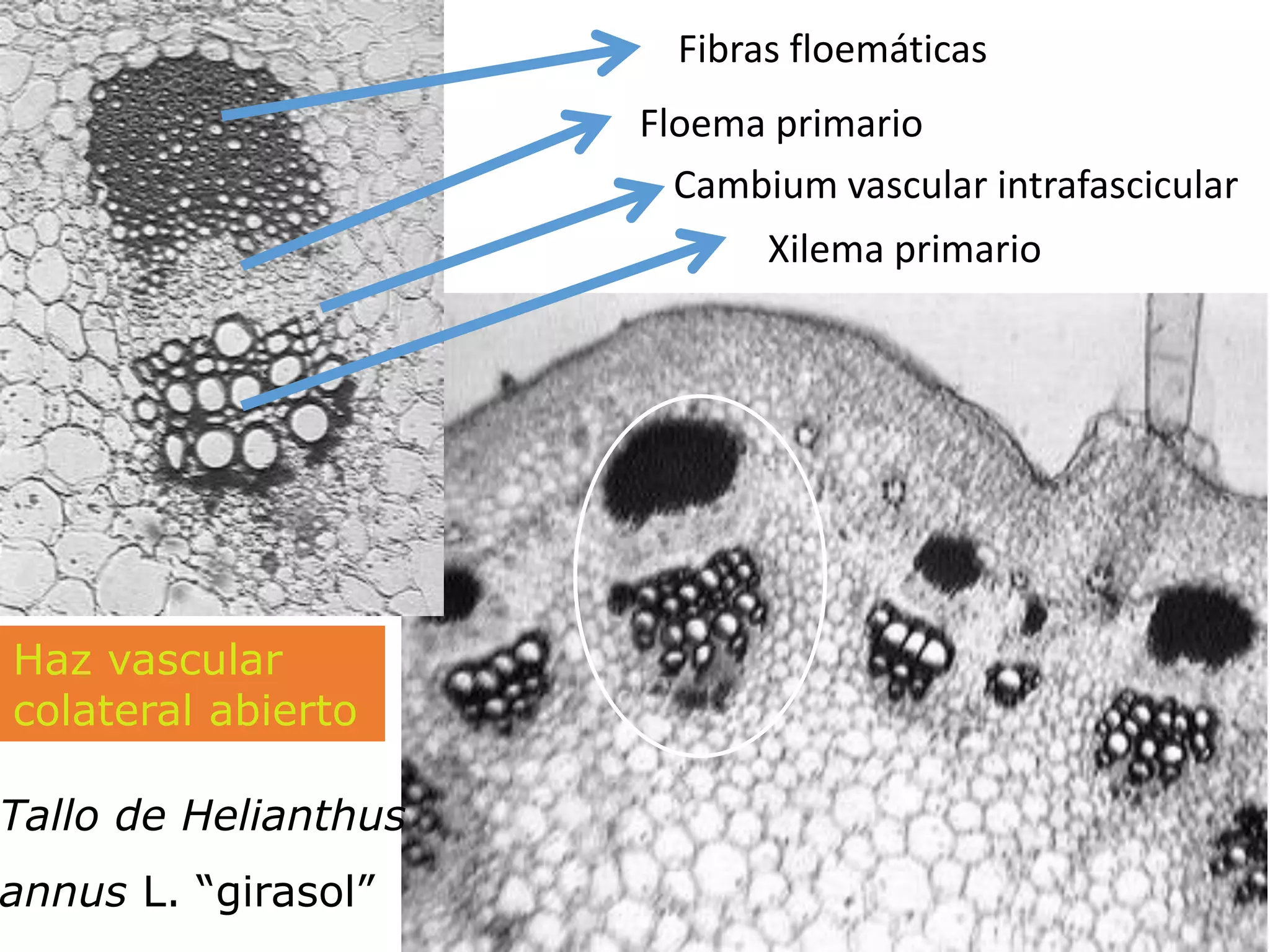 6. ANATOMIA PRIMARIA TALLO.pdf