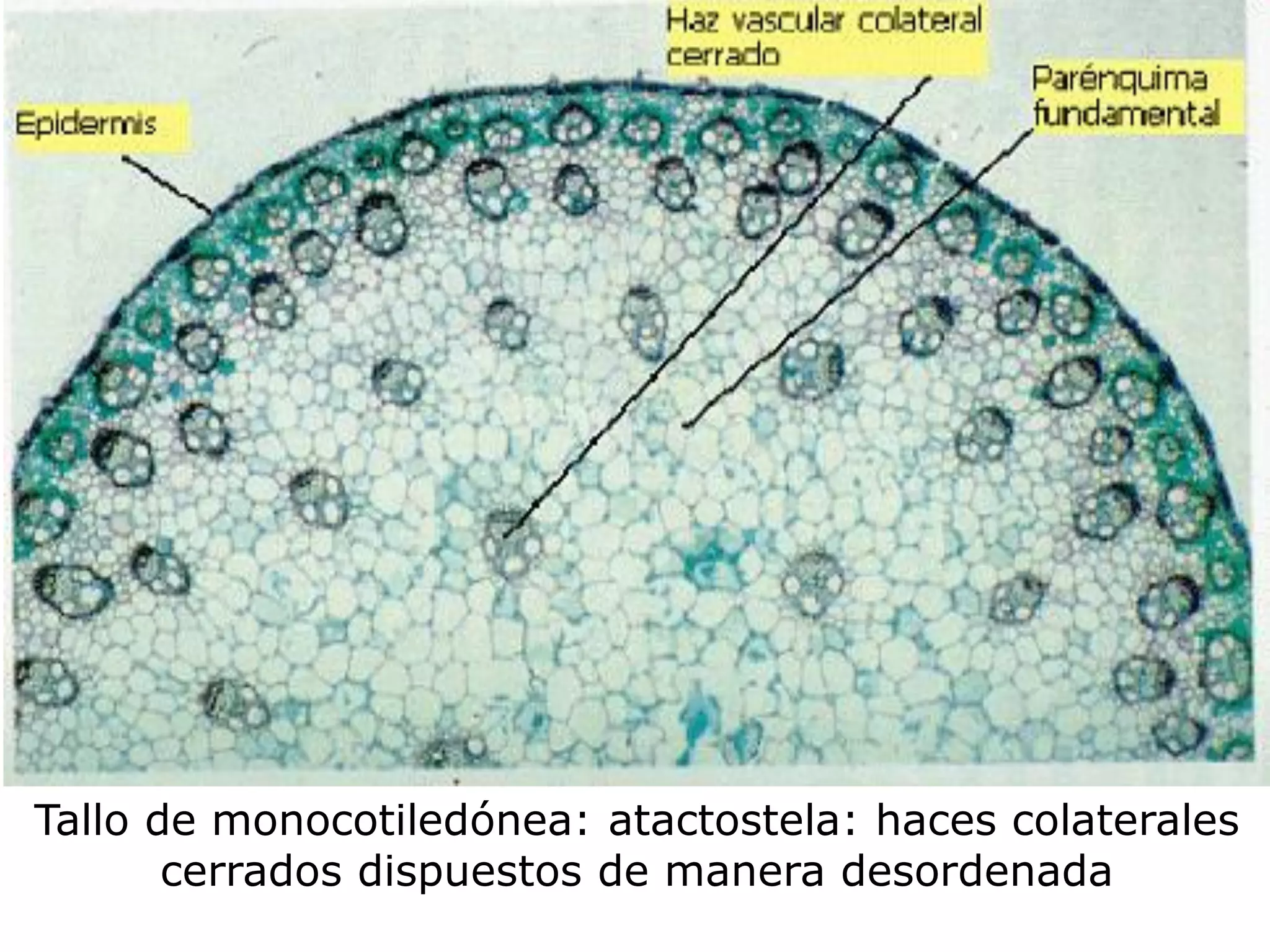 6. ANATOMIA PRIMARIA TALLO.pdf