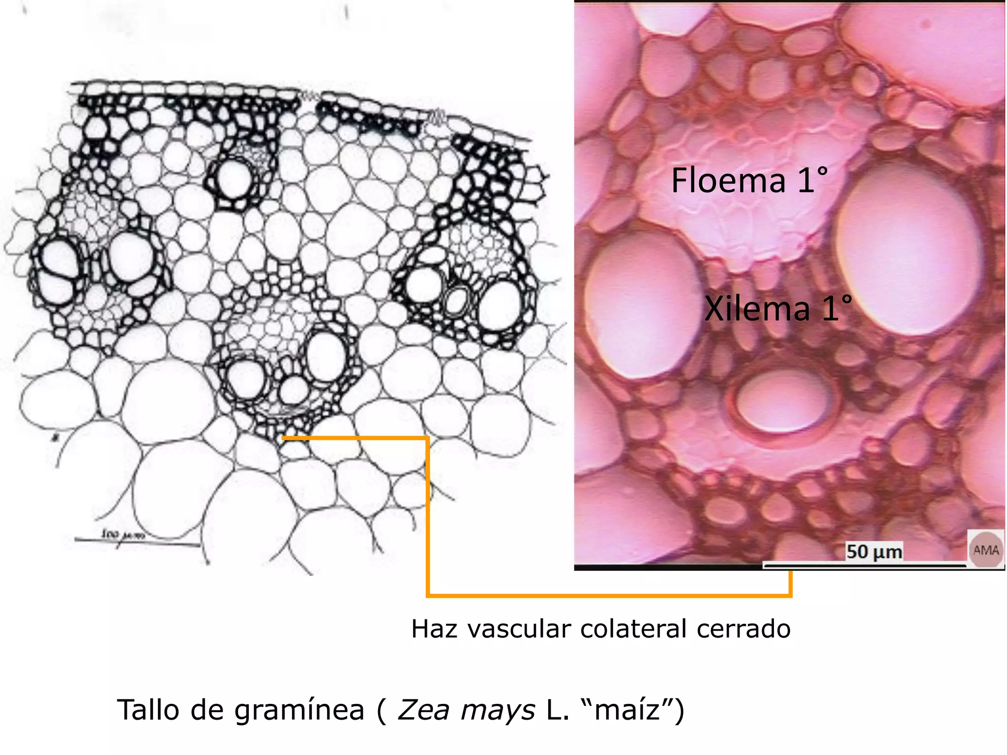 6. ANATOMIA PRIMARIA TALLO.pdf