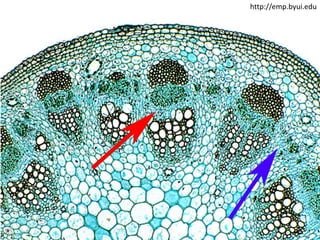 6. ANATOMIA PRIMARIA TALLO.pdf
