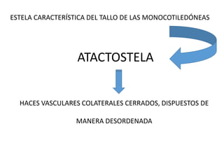 6. ANATOMIA PRIMARIA TALLO.pdf