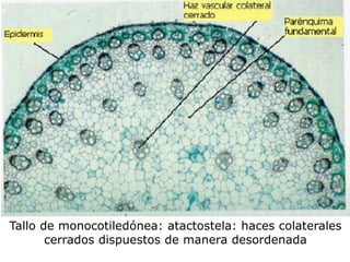 6. ANATOMIA PRIMARIA TALLO.pdf