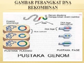 6. DNA REKOMBINAN ATAU REKAYASA GENETIKA-dikonversi.pdf