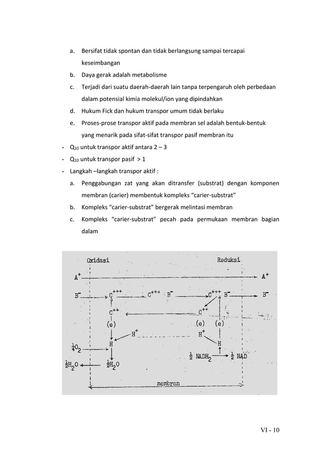 Absorpsi dan Translokasi.pdf