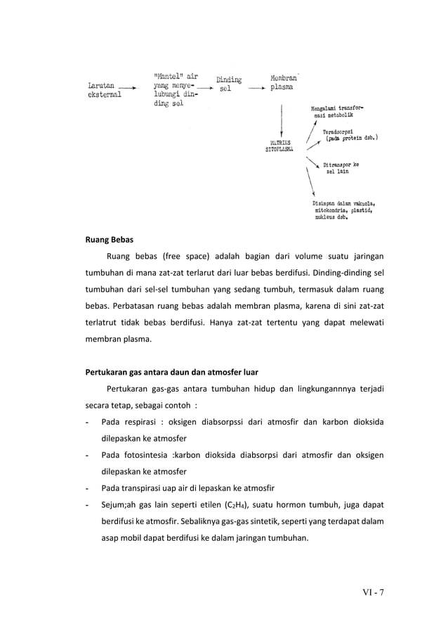 Absorpsi dan Translokasi.pdf