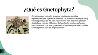 6.Gnetophyta.pptx