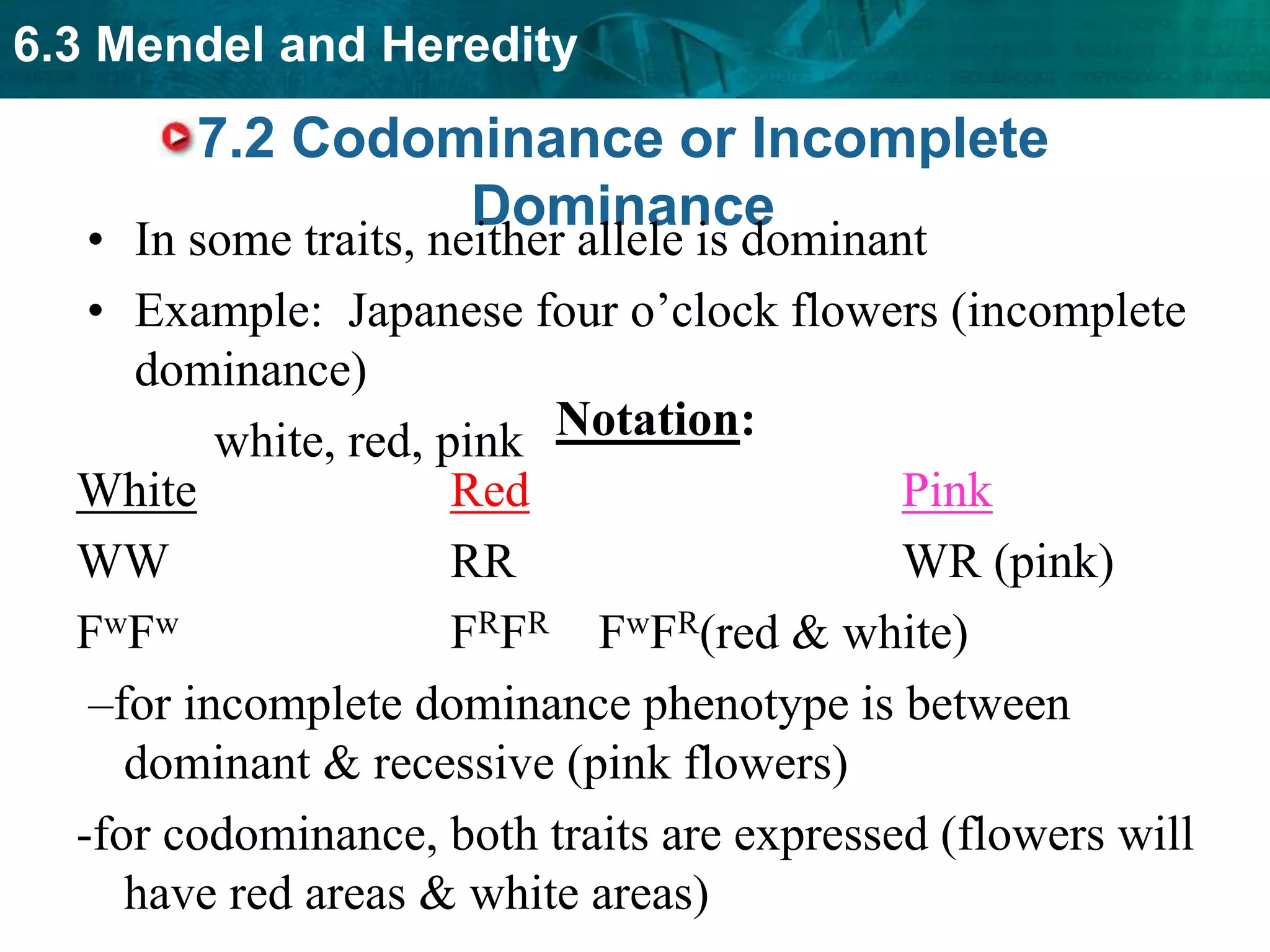 6.3 Mendel heredity PPT.ppt