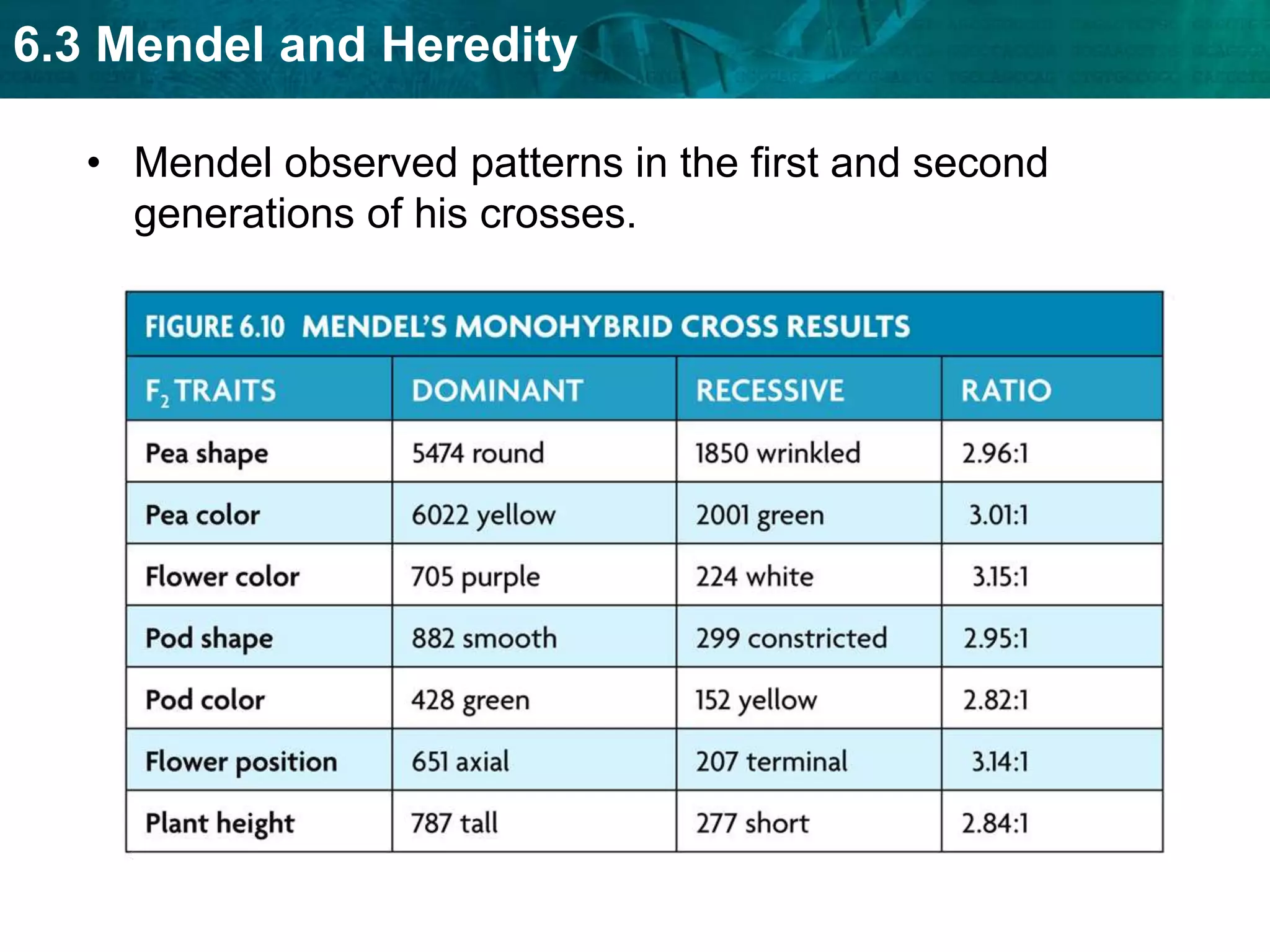 6.3 Mendel heredity PPT.ppt