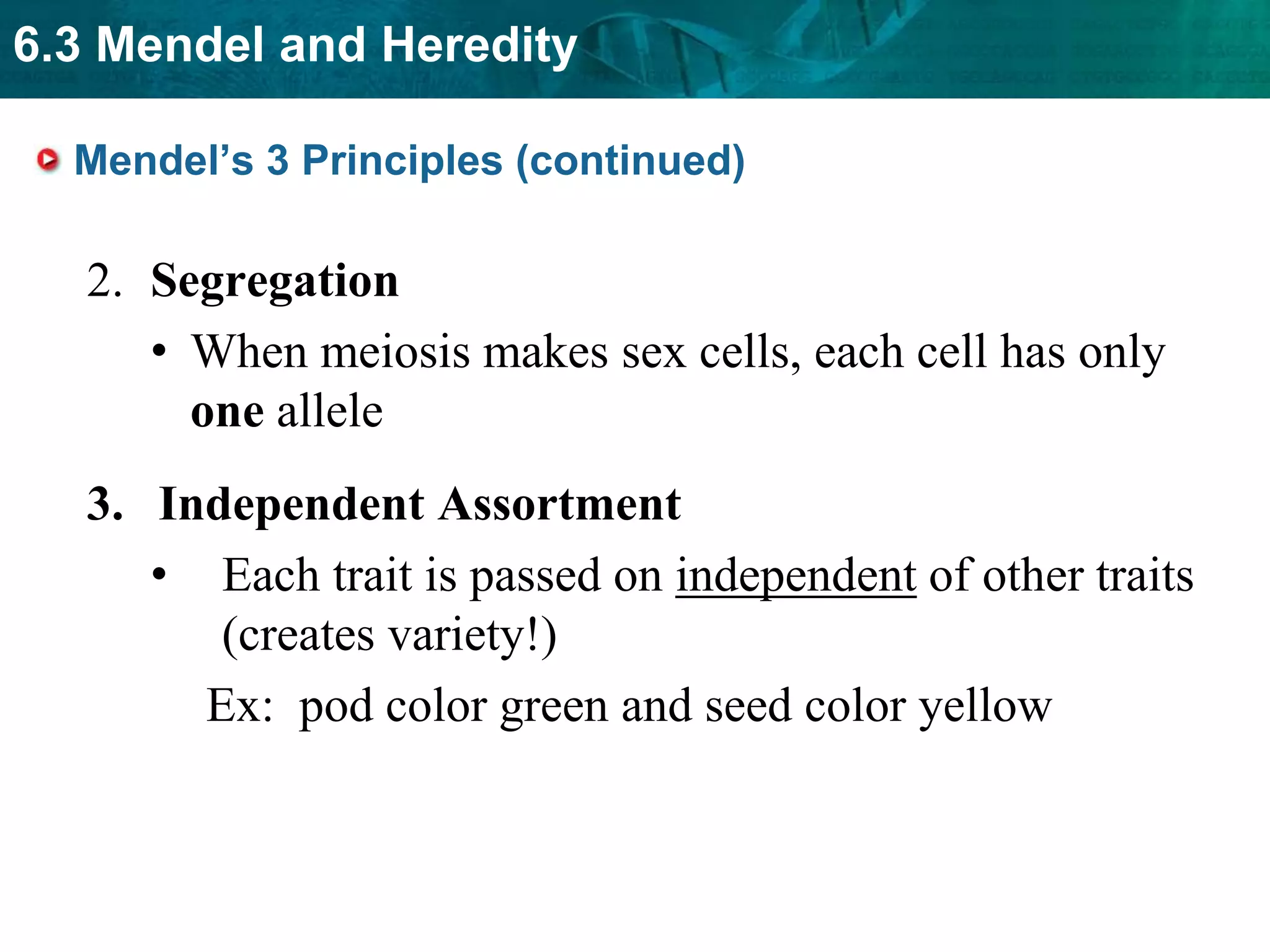 6.3 Mendel heredity PPT.ppt