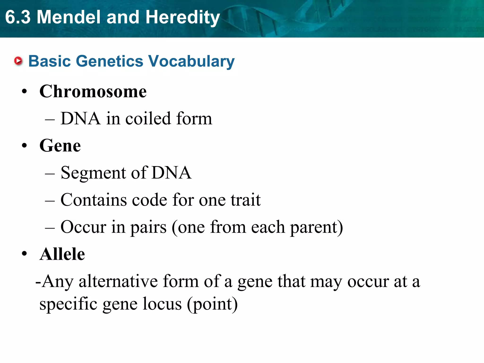 6.3 Mendel heredity PPT.ppt