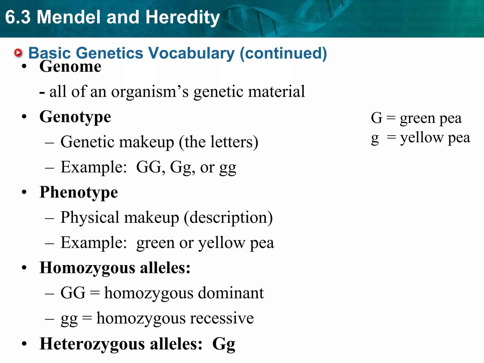 6.3 Mendel heredity PPT.ppt