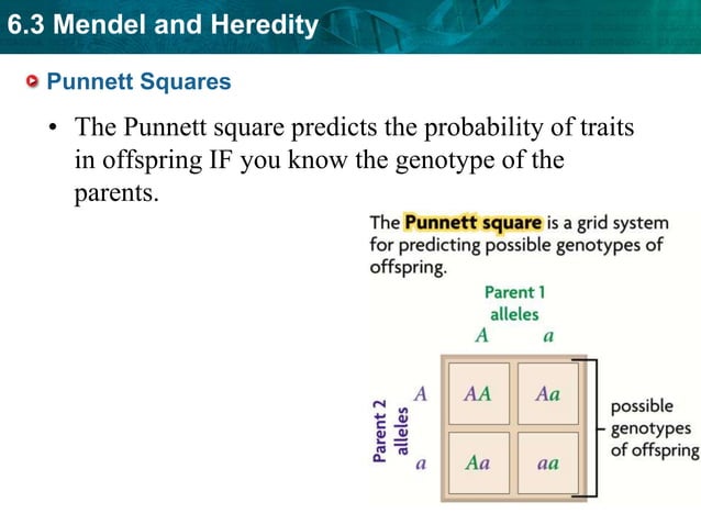 6.3 Mendel heredity PPT.ppt