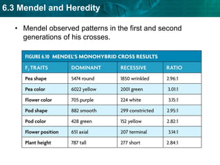 6.3 Mendel heredity PPT.ppt