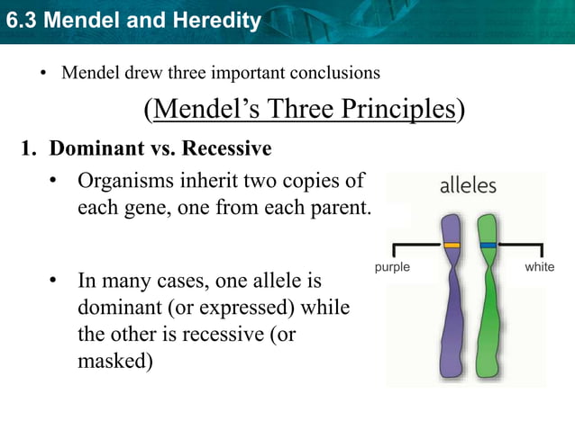 6.3 Mendel heredity PPT.ppt