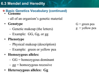 6.3 Mendel heredity PPT.ppt