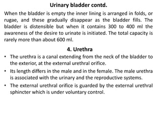 6. Urinary system.pptx