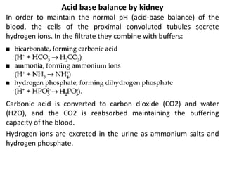 6. Urinary system.pptx