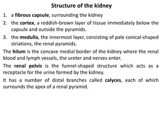 6. Urinary system.pptx