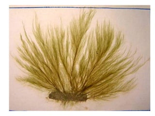 6 . Ectocarpus.pptx