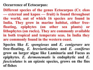 6 . Ectocarpus.pptx