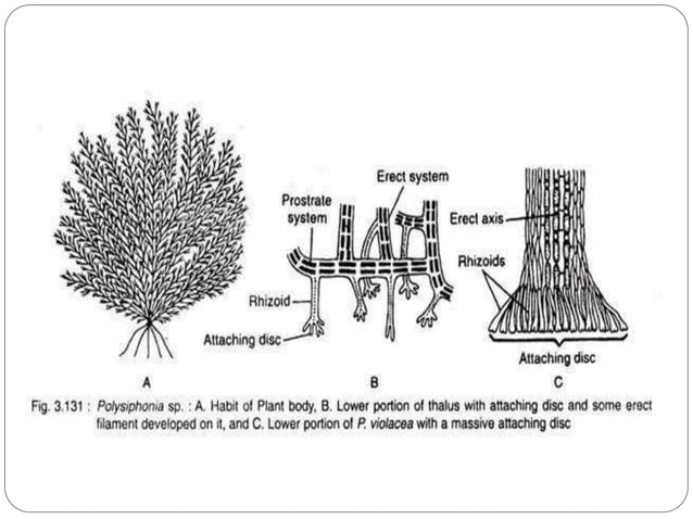 6. Polysiphonia.ppt