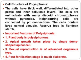 6. Polysiphonia.ppt