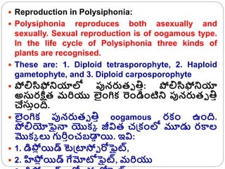 6. Polysiphonia.ppt