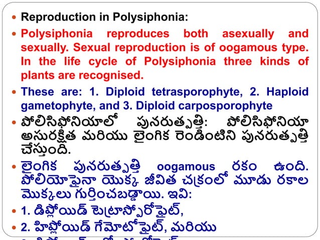 6. Polysiphonia.ppt