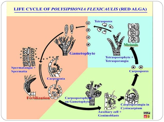 6. Polysiphonia.ppt