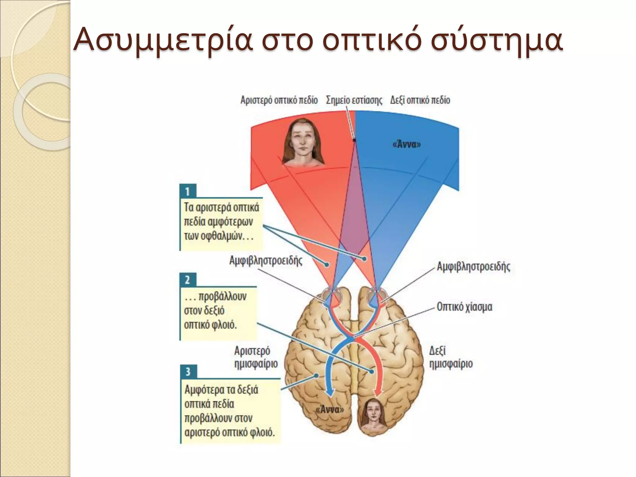 6. Cerebral asymmetry and disconnection syndromes.pdf