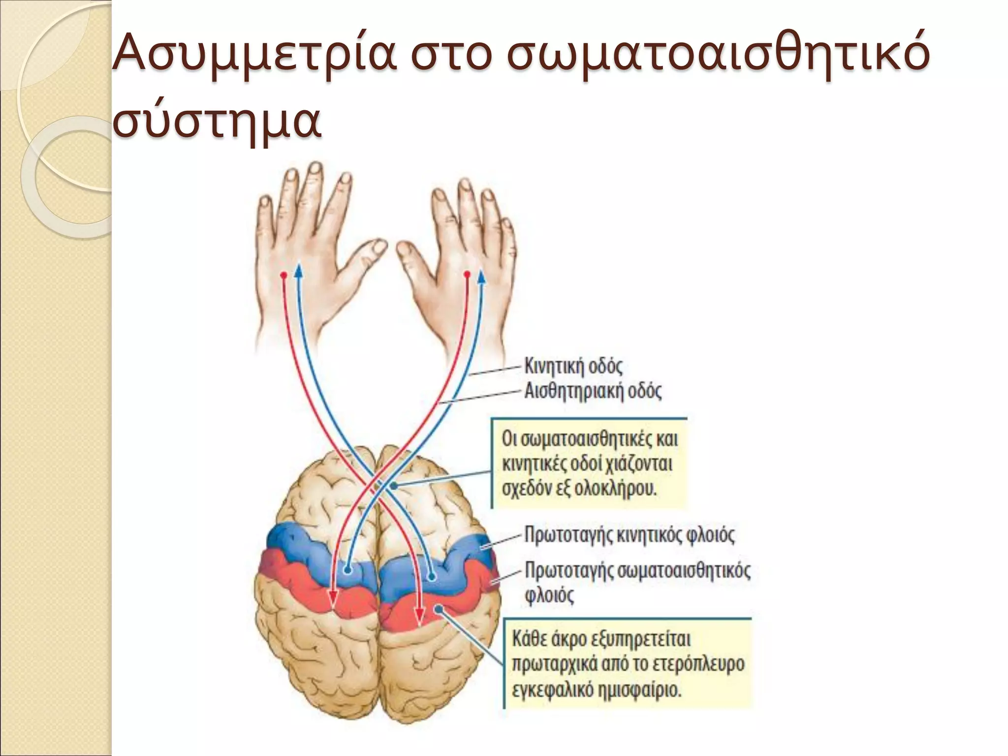 6. Cerebral asymmetry and disconnection syndromes.pdf