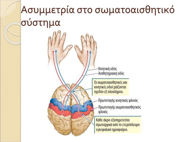 6. Cerebral asymmetry and disconnection syndromes.pdf