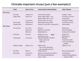 6. DNA& Herpes virus PH 2022.pptx