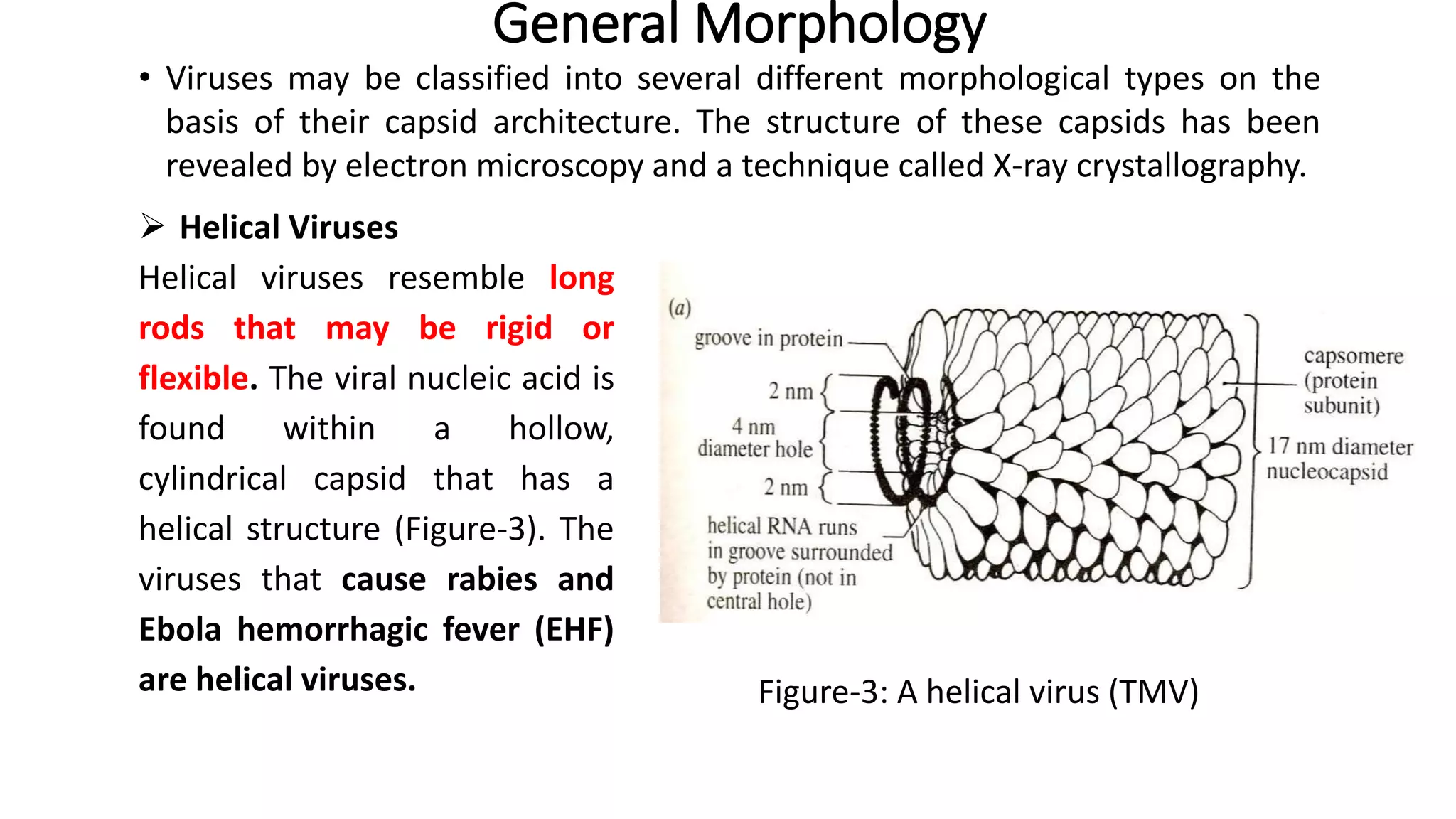 Introduction to virus | PPT