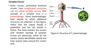 Introduction to virus | PPT